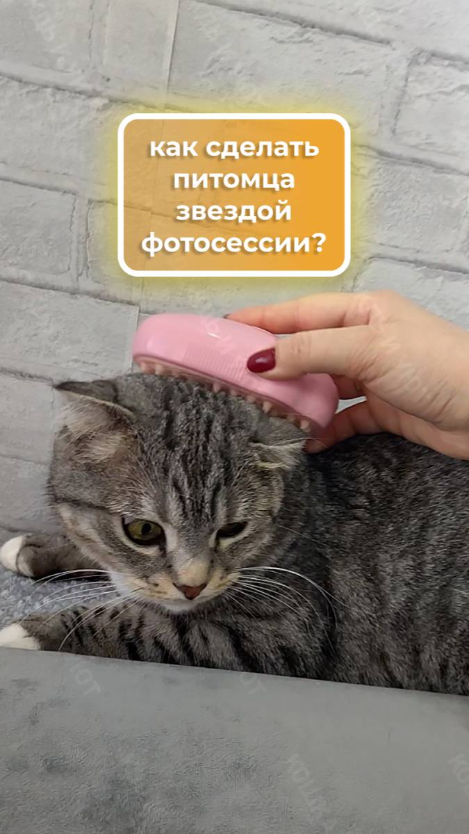 Как подготовить питомца к фотосессии или выставке без стресса