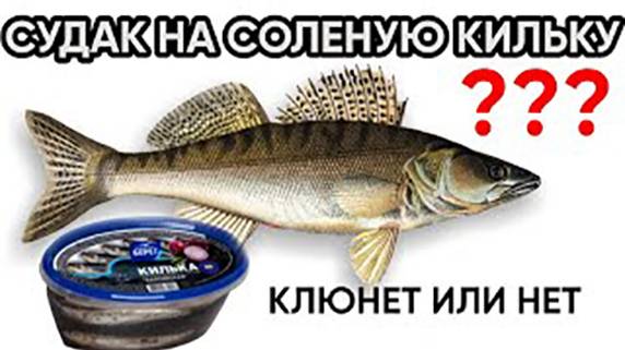 Клюнет ли судак на кильку с пряностями? Эксперимент.