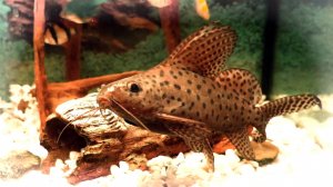Synodontis. Перистоусый Сомик