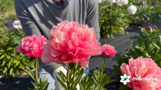 Lorelei peony. Лорелей пион. Пулков сад