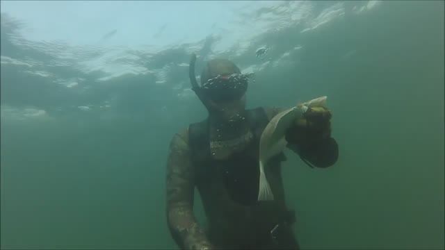 Подводная охота на камбалу. Разведка по рыбе.