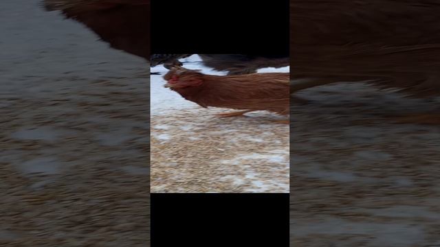 Брама куропадчатая