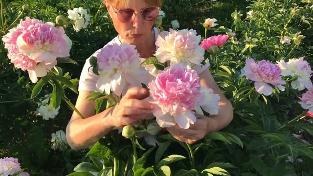 Raspberry Sundae peony. Распберри Сандей пион. Пулков сад