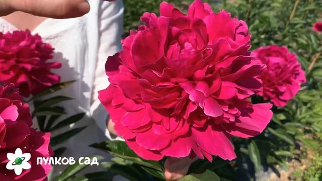 Kansas peony. Канзас пион. Пулков сад