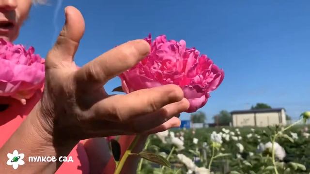 Glory Hallelujah peony. Глори Алллилуйя пион. Пулков сад