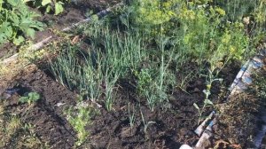 Огородница неуДачница Как меньше работать в саду и вырастить мышиную дыню