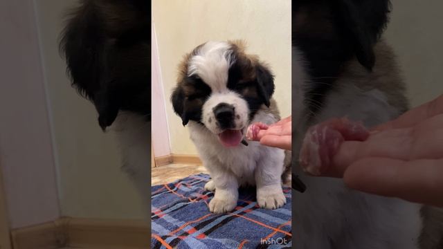 🐶 Москвичи 🐶