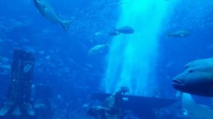 The Lost Chambers Aquarium в Дубае. Часть 5