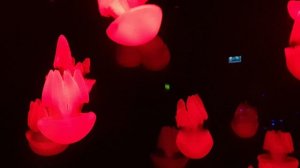 The Lost Chambers Aquarium в Дубае. Часть 1