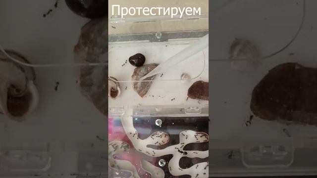 Антипоберг для муравьёв!