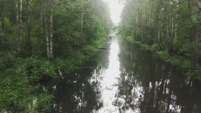Что там у зверей в диком лесу? Восьмой выпуск. Где-то посредине лета...