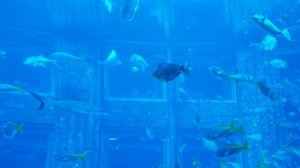 The Lost Chambers Aquarium в Дубае. Часть 3