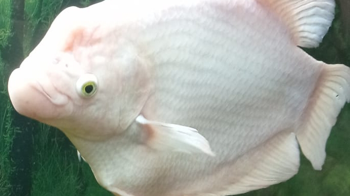 играем в бумажную школу в роблокс!#рек#рекомендации#роблокс#бумажнашкола