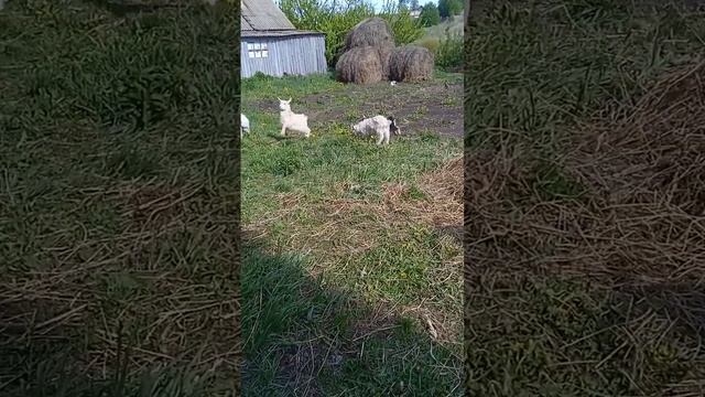 #shortsvideo#хозяество#деревня#жизньвдеревне#shortskolhoz