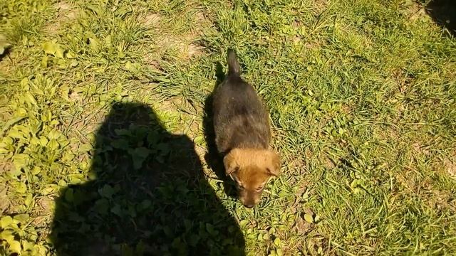 Маленькие очаровашки