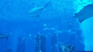 The Lost Chambers Aquarium в Дубае. Часть 2