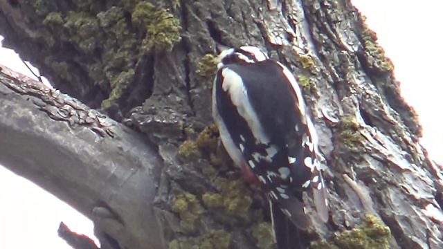 Дело пёстрого