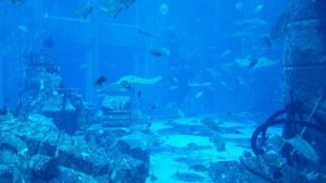 The Lost Chambers Aquarium в Дубае. Часть 4