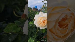 Сад в августе