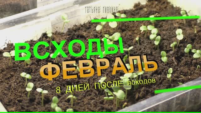 Всходы. ПОЛИВ. Семядольные листья. Петунья, Цинерария, Перец. ФЕВРАЛЬ. 8 дней после всходов.
