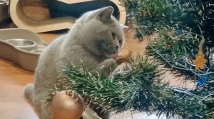 Британские кошки.Питомник Тин Арден.