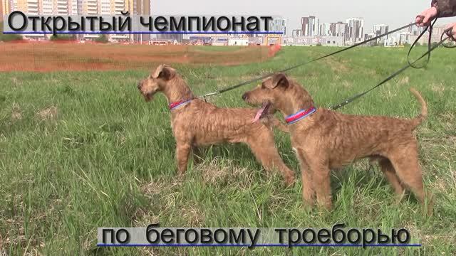 Ирландские терьеры  : Курсинг . День рожденье ПБК 2017