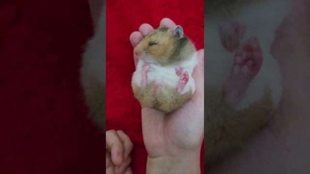 Милый хомячок спит