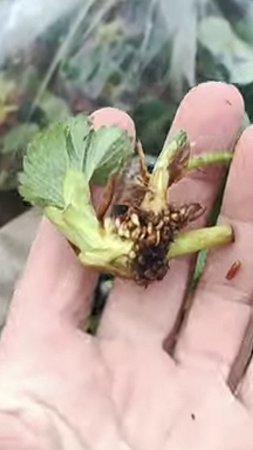 Продажа усов клубники