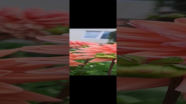Сад в сентябре 2