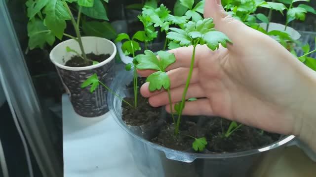 Рассада Сельдерей из семян. 29 апреля  с Татьяной Пивкиной