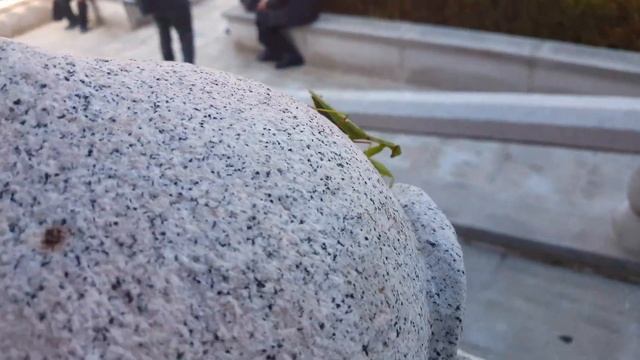 Богомол религиозный в Храме. г. Сеул. Южная Корея . Воскресенье 22.10.2017. 14:04.