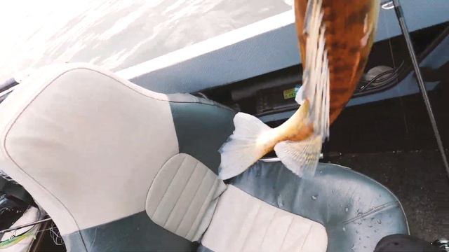 Обзор силиконовой приманки Kosadaka Manticora