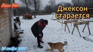 Из Германии в Россию. Нашли сено... Джексон учится... Покупки...