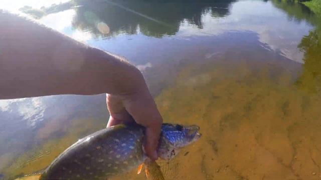 Обзор резины B Fish & Tackle Moxi Ringie