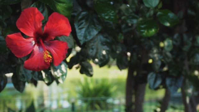 Красный цветок на дереве