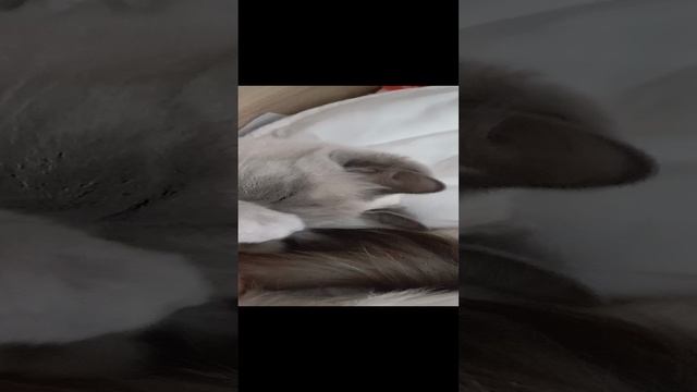 такая милая кошка