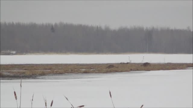 Лебеди на Холмовском озере 29.04.2020