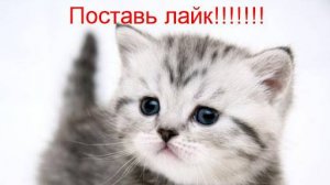 кот
