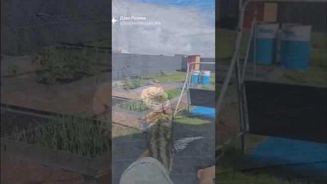 лучшая огородная зона, высокие грядки