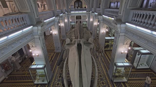 Зоологический музей РАН, Санкт-Петербург, 2025