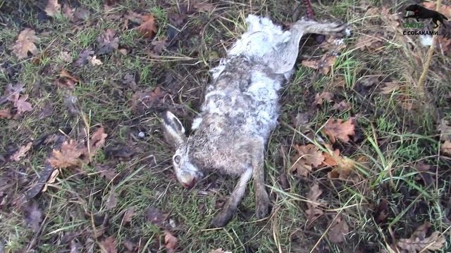 Охота на зайца с собаками 11.01.25г