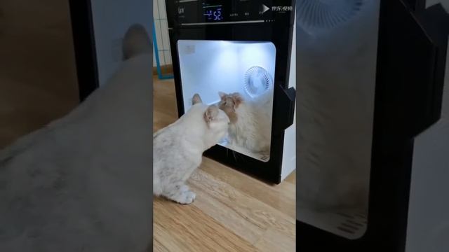 Intelligent Pet hair dryer room machine