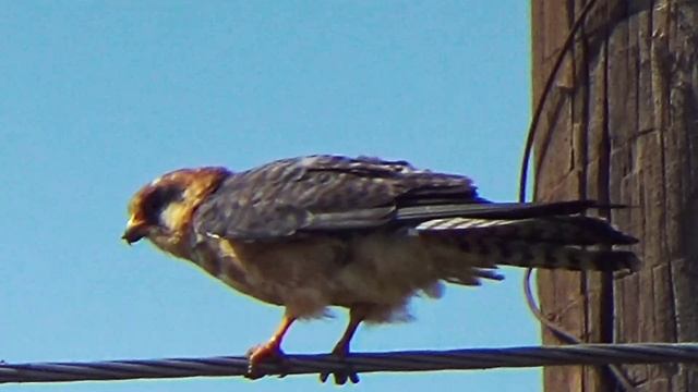 Кобчик на проводе