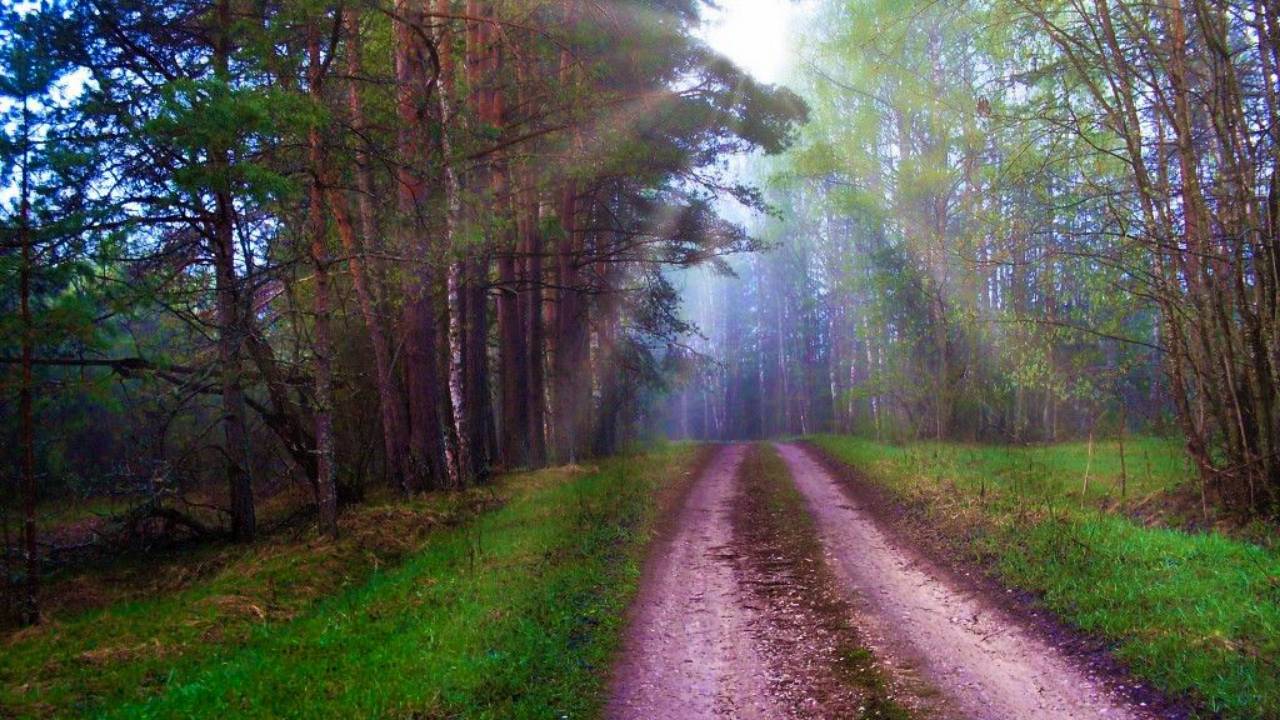 Собираю ночью грибы