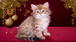 Котята из питомника Аус Блюмеланд