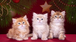Сибирские котята. Праздники. Зима.