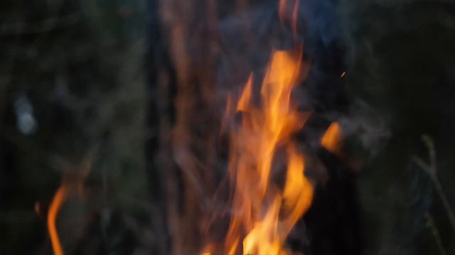 Костер перед стволом дерева