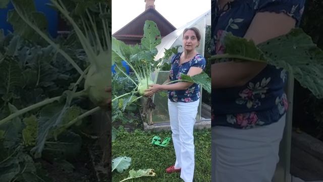 Это капуста кольраби.