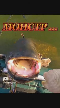 48. СОМ на 32кг! #рыбалка #fishing