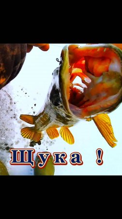 Рыбалка на жерлицы. ЩУКА 5,3кг!